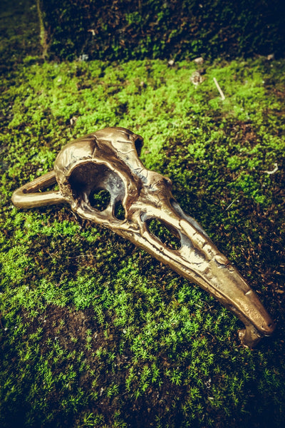 Brass Old Crow Skull Belt Buckle - anahata designs/infiniti now
